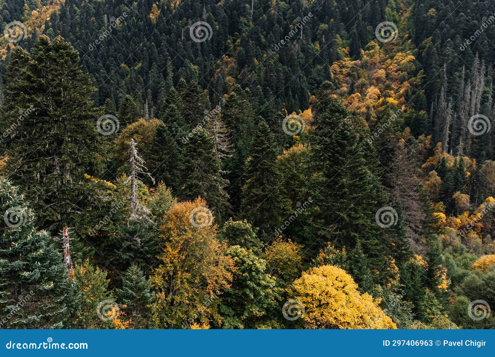 Autumn Forest Texture Top View Stock Image - Image of yellow, colorful ...