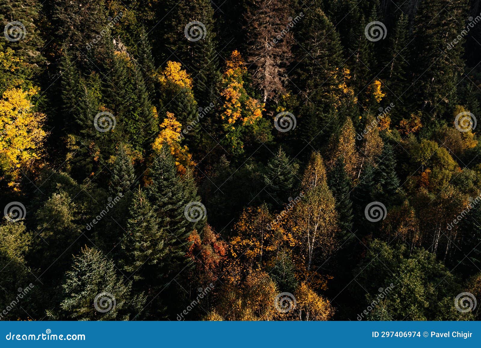 Autumn Forest Texture Top View Stock Photo - Image of season, colorful ...