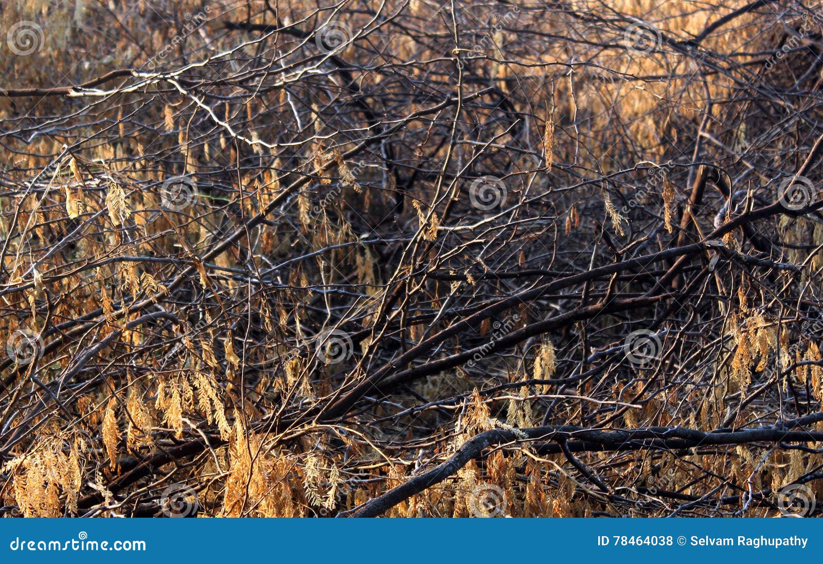 Autumn forest stock photo. Image of trail, bush, woods - 78464038