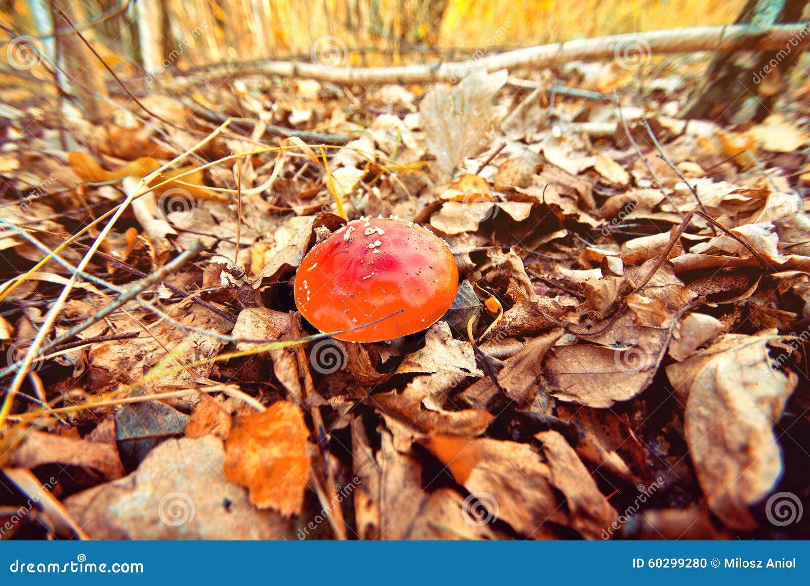 Autumn in the Forest. Toadstool. Stock Photo - Image of nature, biology ...