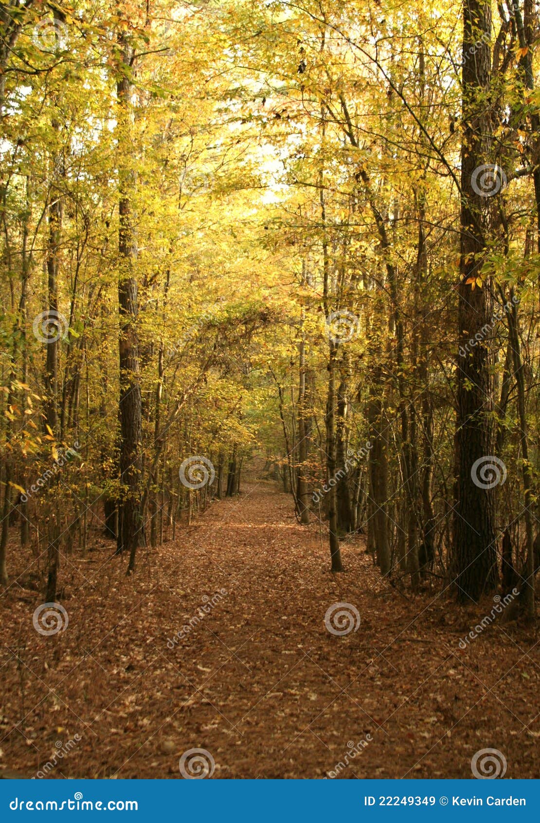 Autumn Forest Trail stock image. Image of illuminated - 22249349