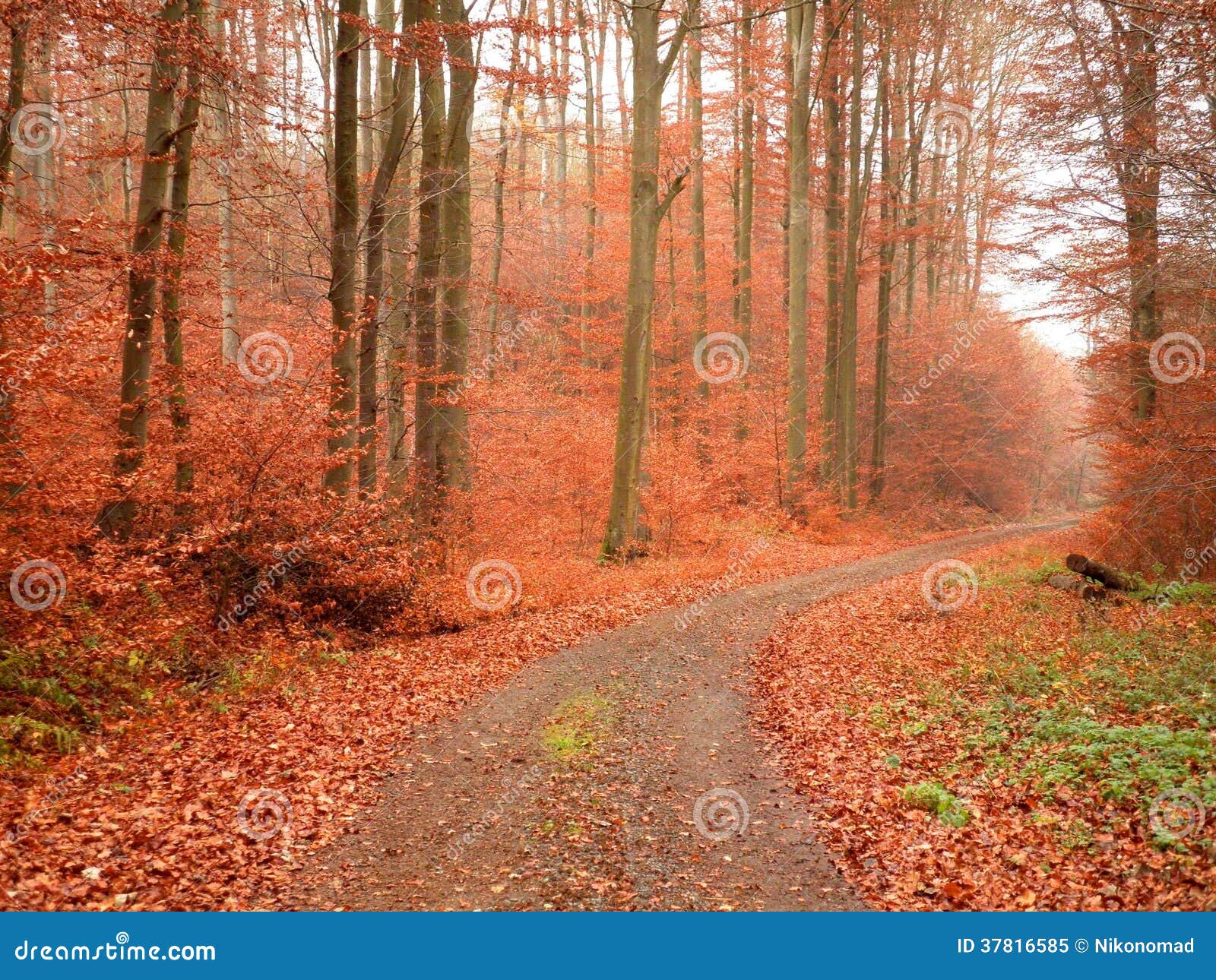 Autumn Forest Trail stock image. Image of colorful, leaves - 37816585