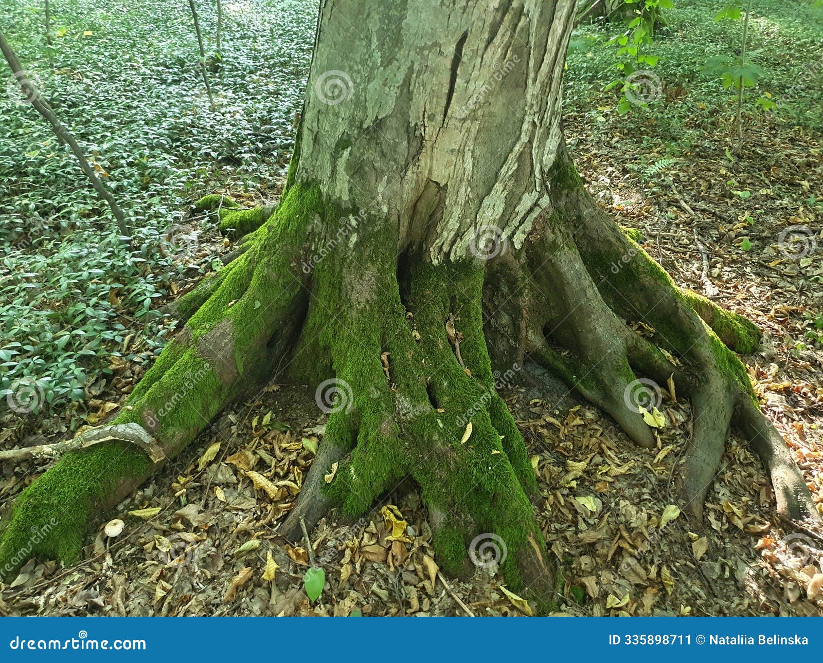 Root Covered By Grass In The Forest Stock Photo | CartoonDealer.com ...