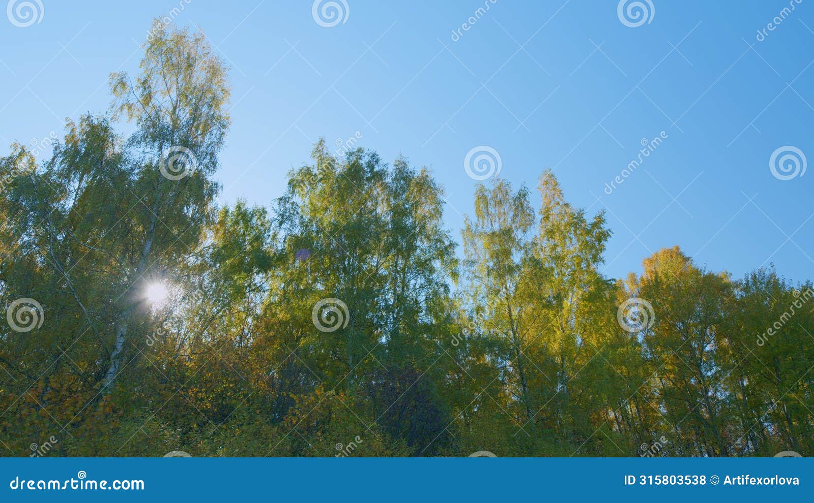 Autumn Forest Tree Top View from Below. Autumn Trees on Sky Background ...