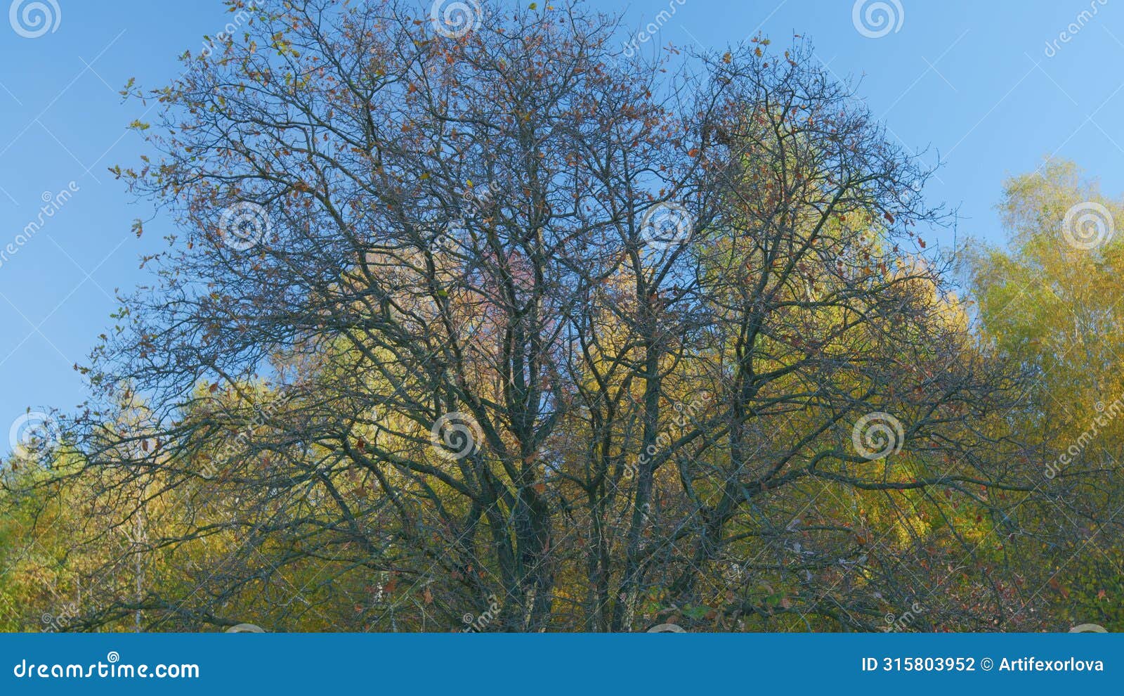 Autumn Forest Tree Top View from Below. Autumn Trees on Sky Background ...