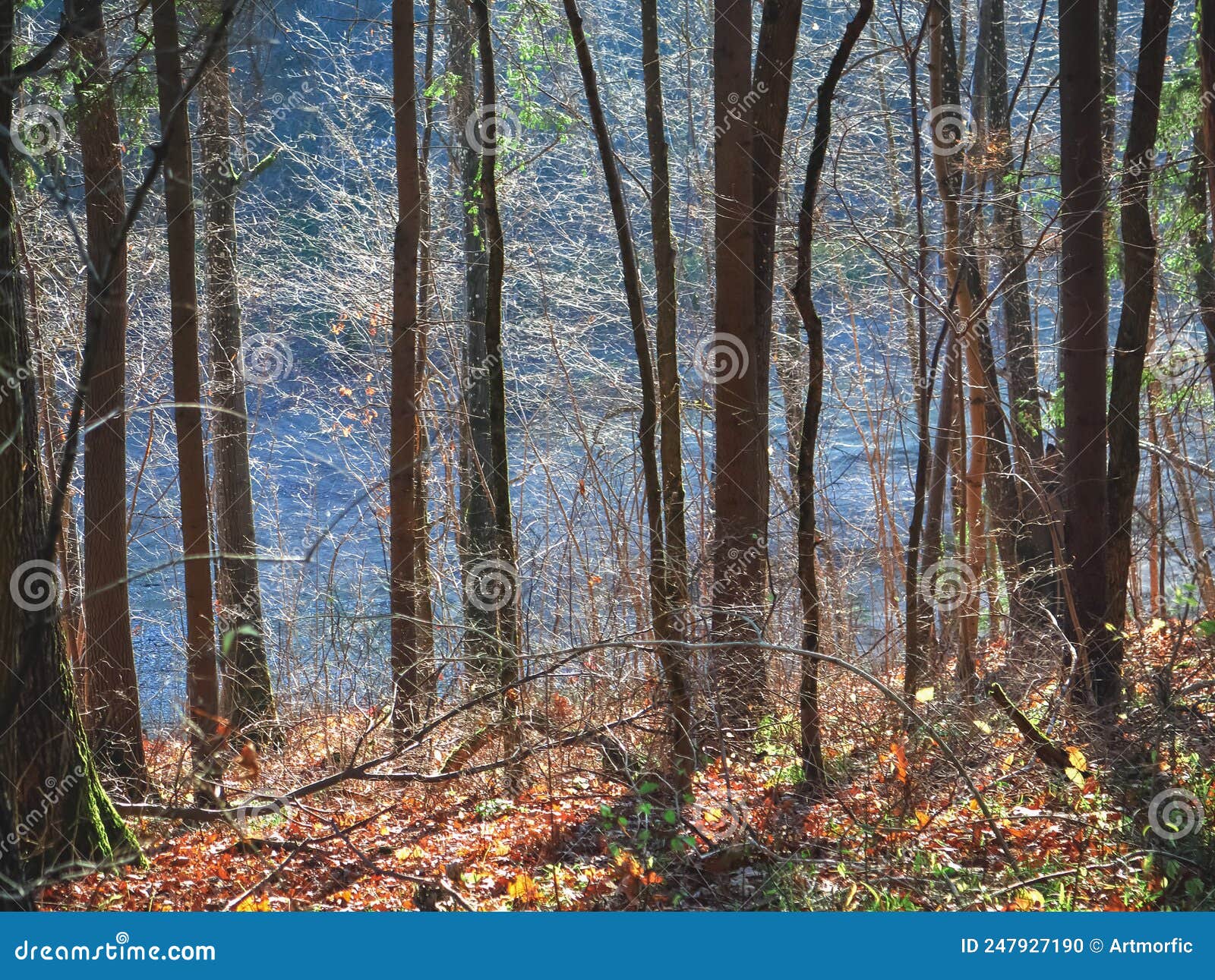 Autumn Forest Tree Trunks in Bright Yellow and Green Colors with Blue ...