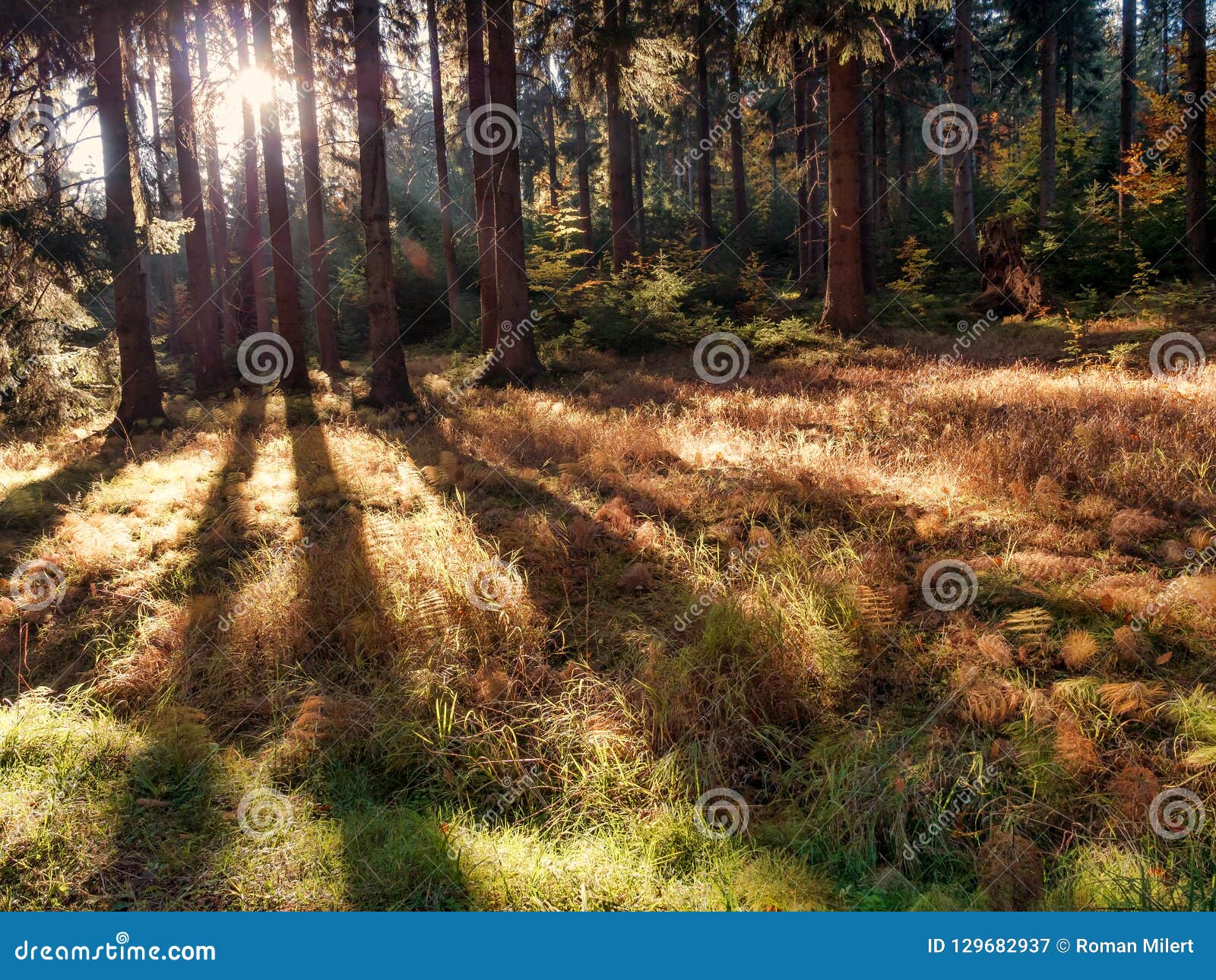 Backlit Forest in Autumn Colors Stock Image - Image of morning, shadow ...