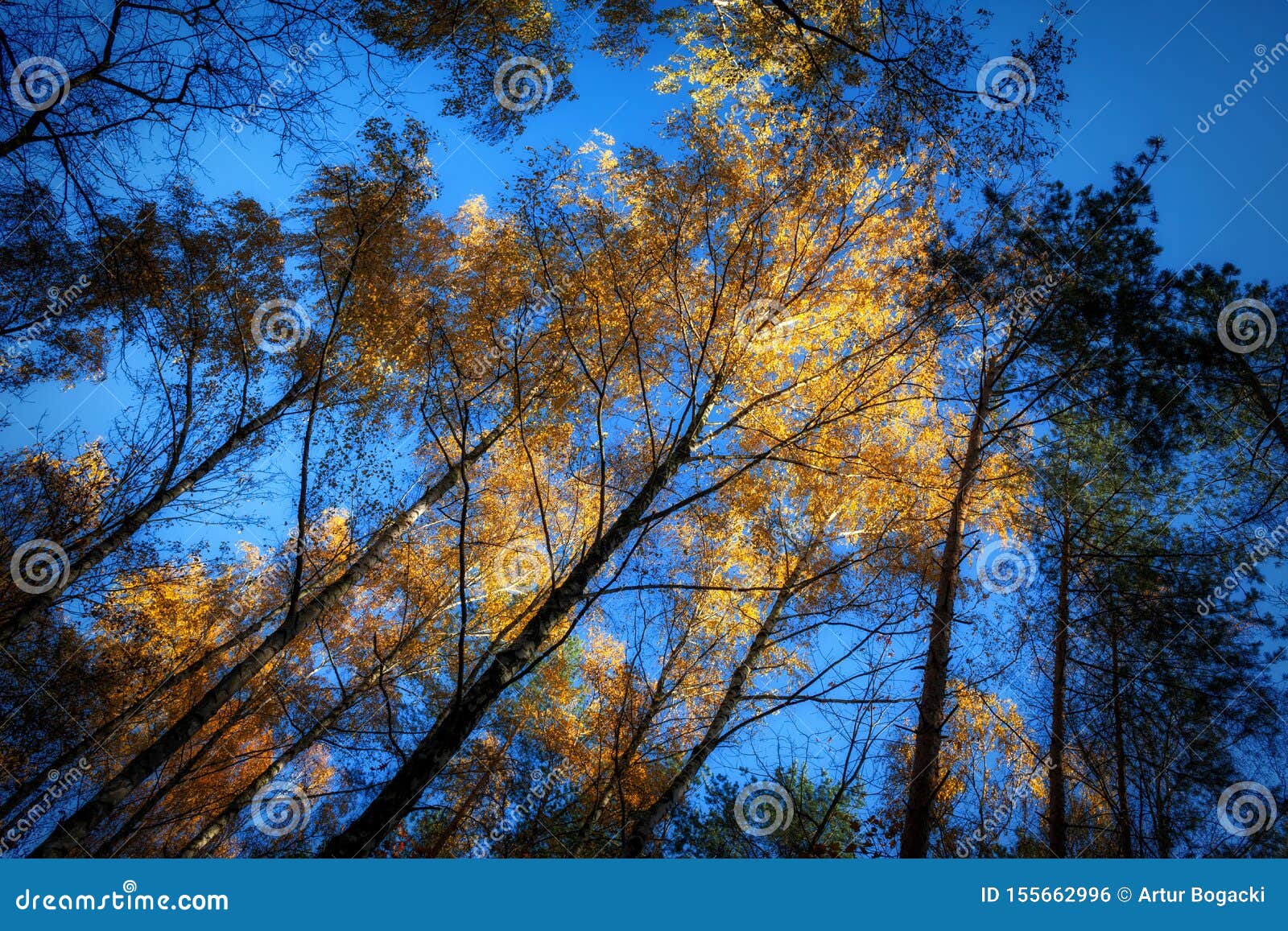 Autumn Forest Trees Backlit by the Sunlight Stock Photo - Image of ...
