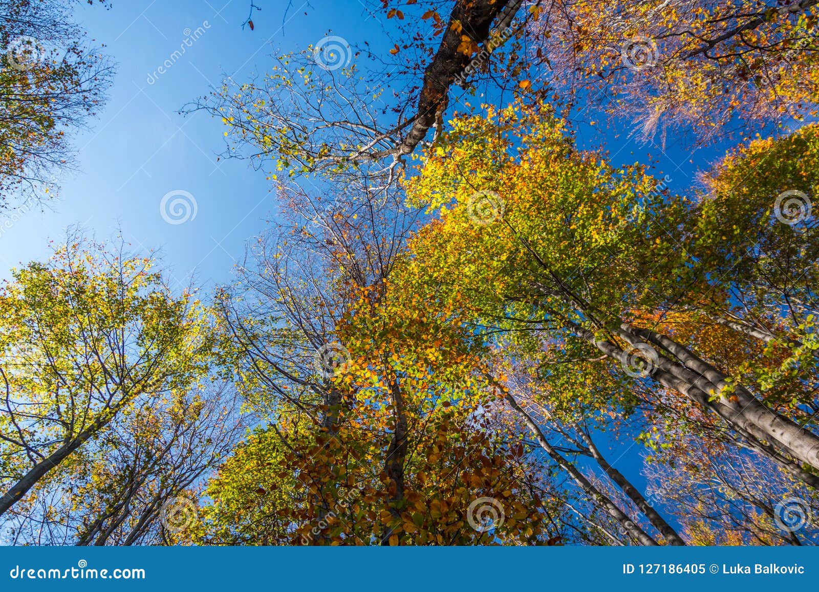 Autumn Forest Trees and Beautiful Blue Sky Stock Image - Image of ...