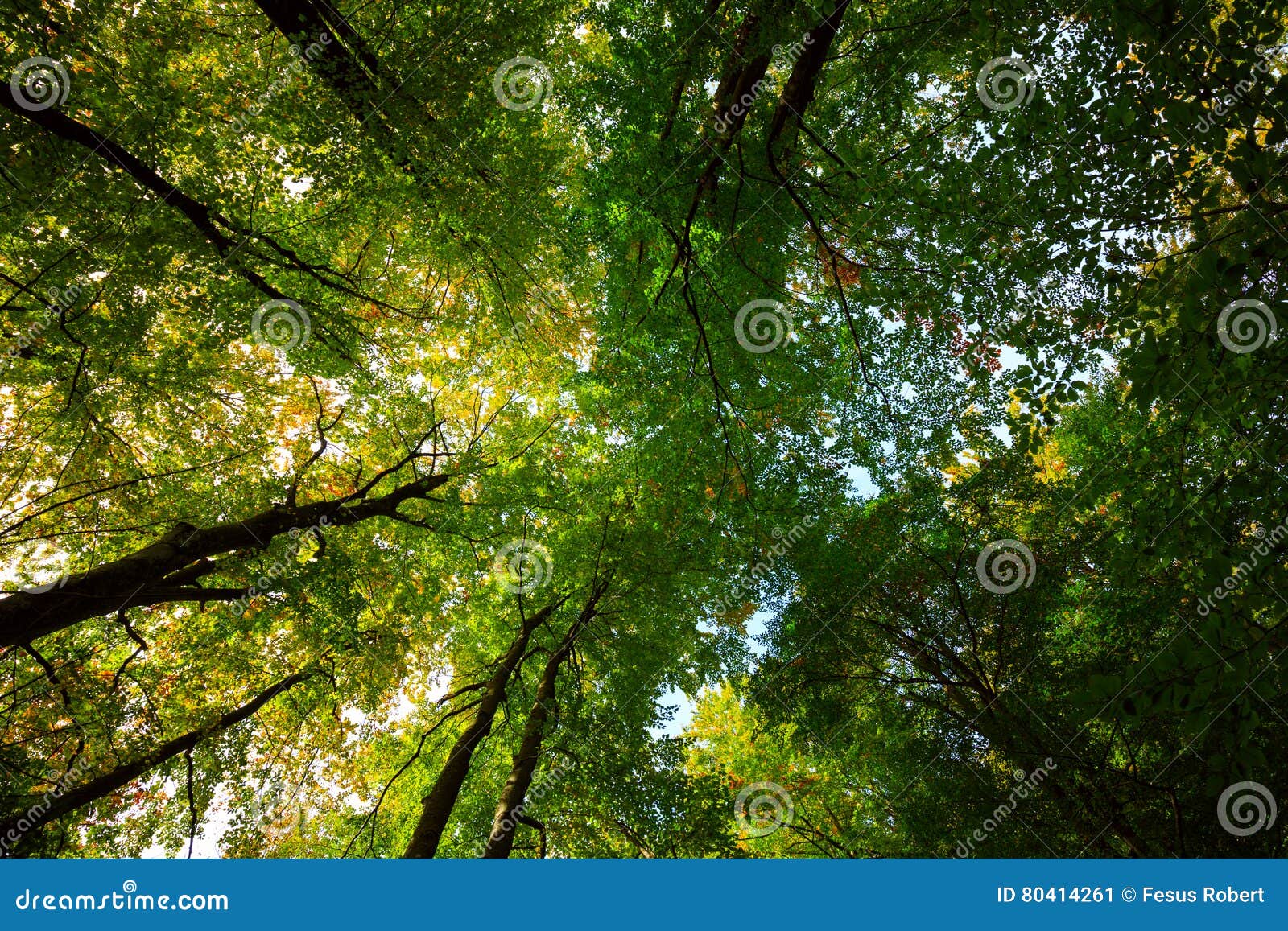 Autumn forest trees crowns stock image. Image of branches - 80414261
