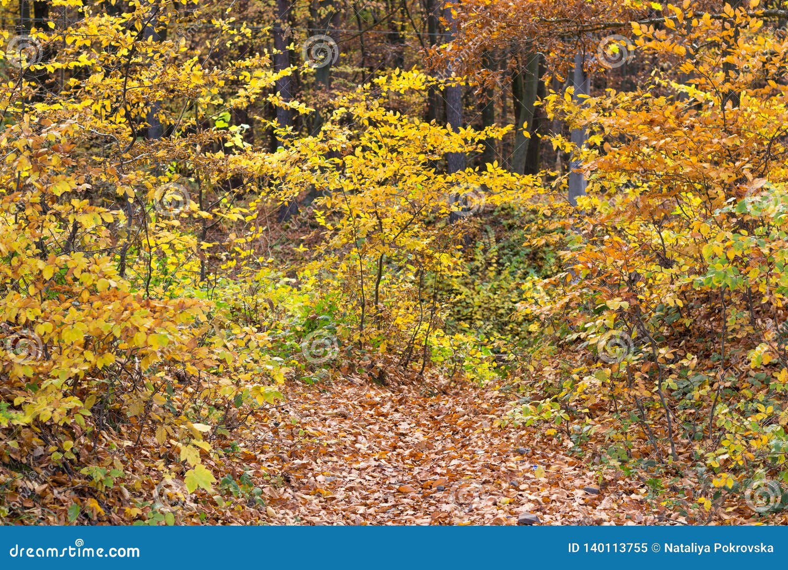 Autumn Forest with Trees of Different Warm Colors in Cloudy Day ...