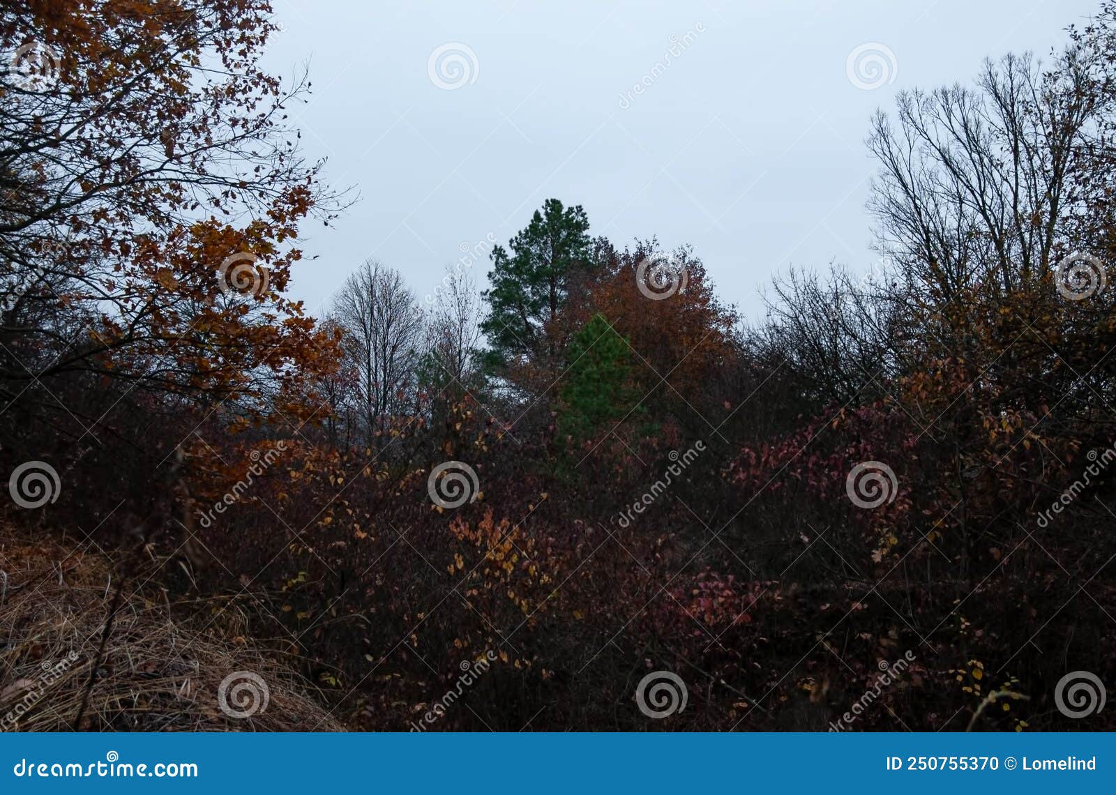 Autumn Forest: Trees with Fall Foliage and Bare Branches Stock Photo ...