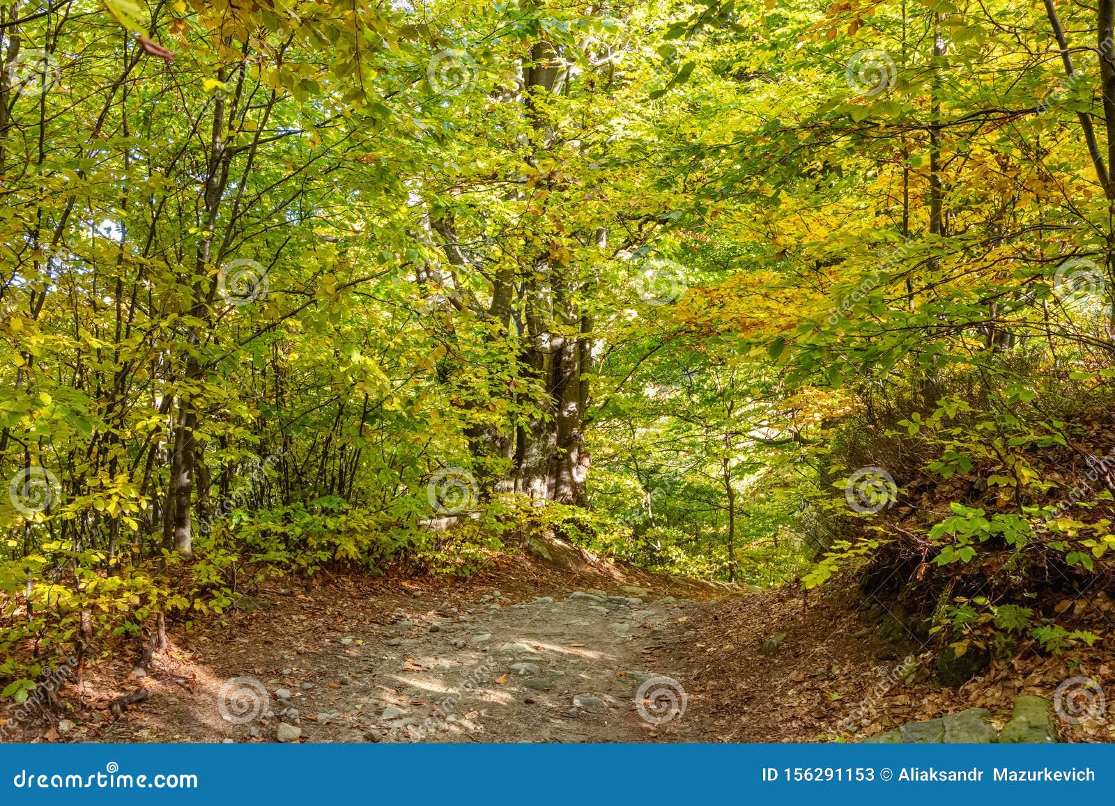 Autumn Forest Trees Landscape Stock Image - Image of scenic, high ...
