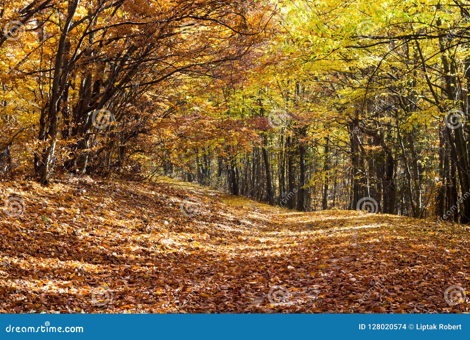 Autumn Forest, Trees and the Leaves Were Falling Stock Photo - Image of ...
