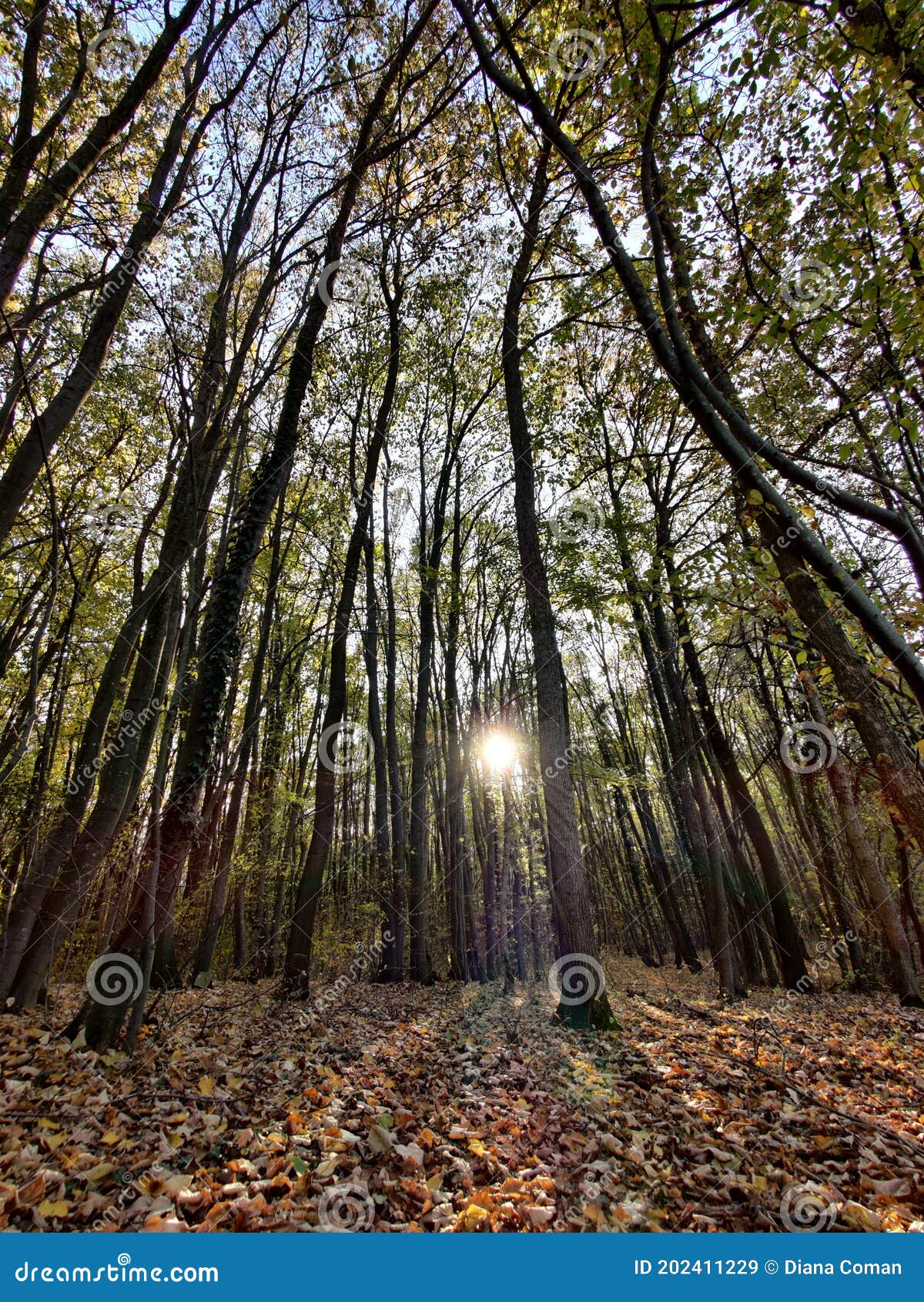 Autumn in the Forest. Trees, Light, Shadows in the Forest during Fall ...