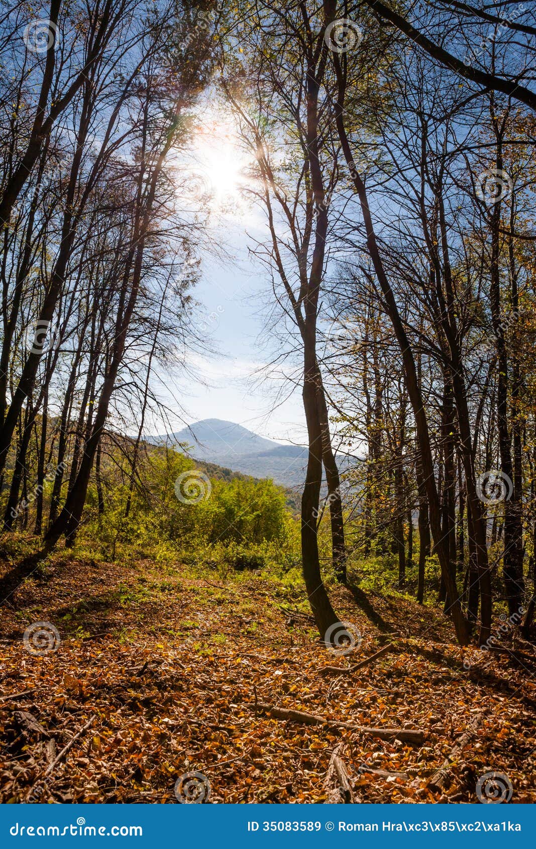 Autumn forest trees stock image. Image of autumn, countryside - 35083589