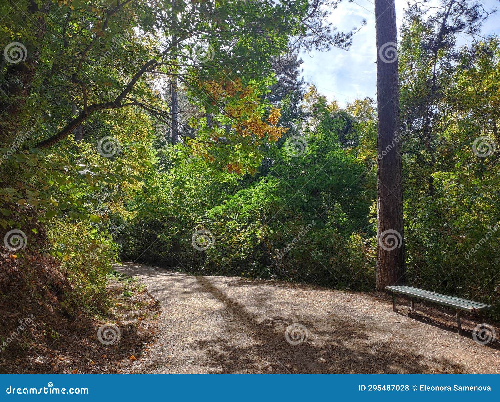 Autumn Forest Trees, Path and Bench, Sunlight Stock Photo - Image of ...