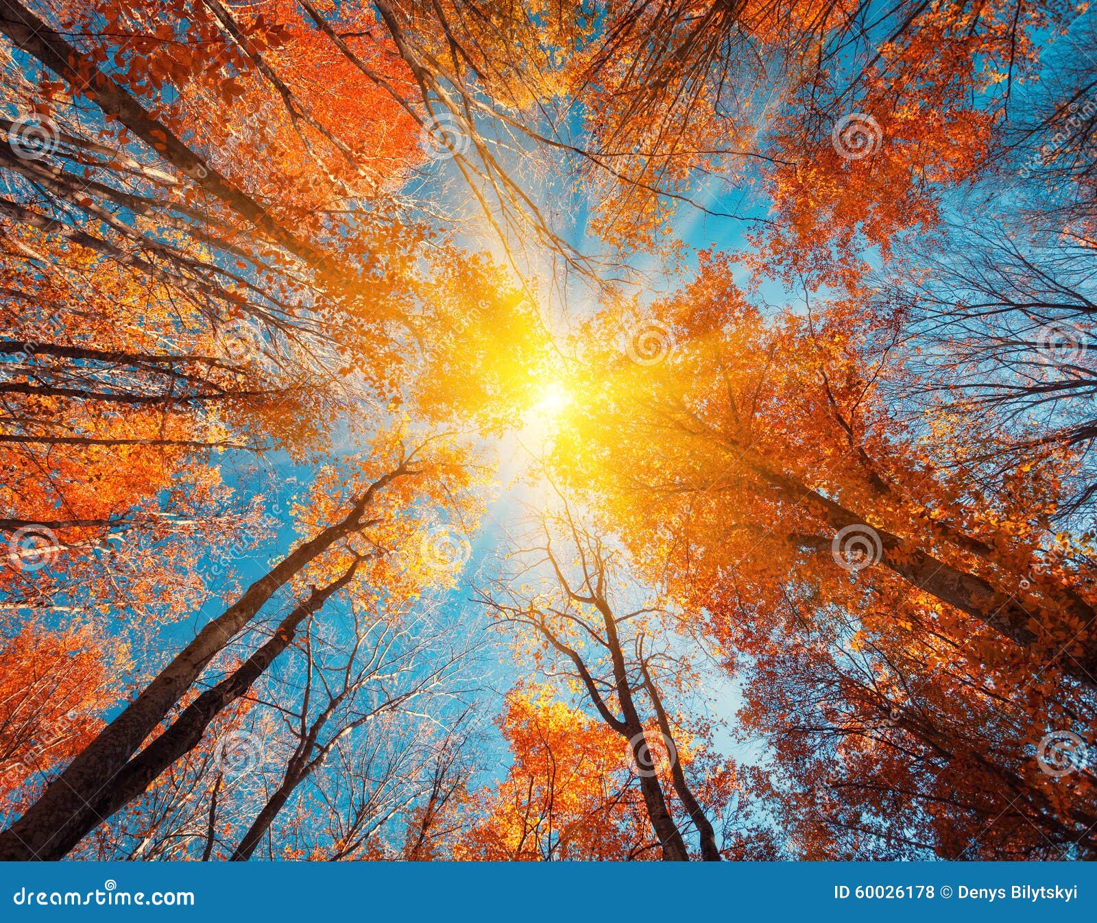Autumn Forest. Trees Pattern. Looking Up the Blue Sky. Backgroun Stock ...