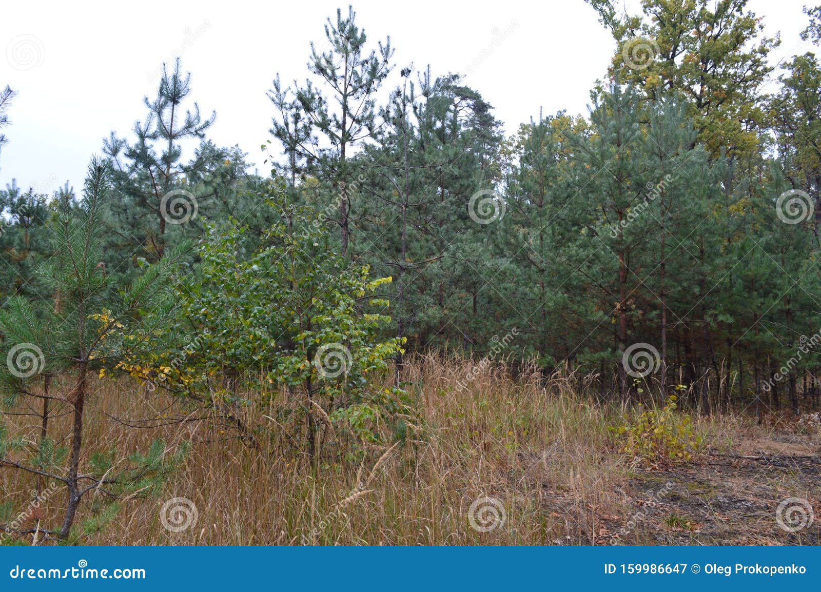 Autumn Forest and Trees after Rain Stock Image - Image of leaf, morning ...