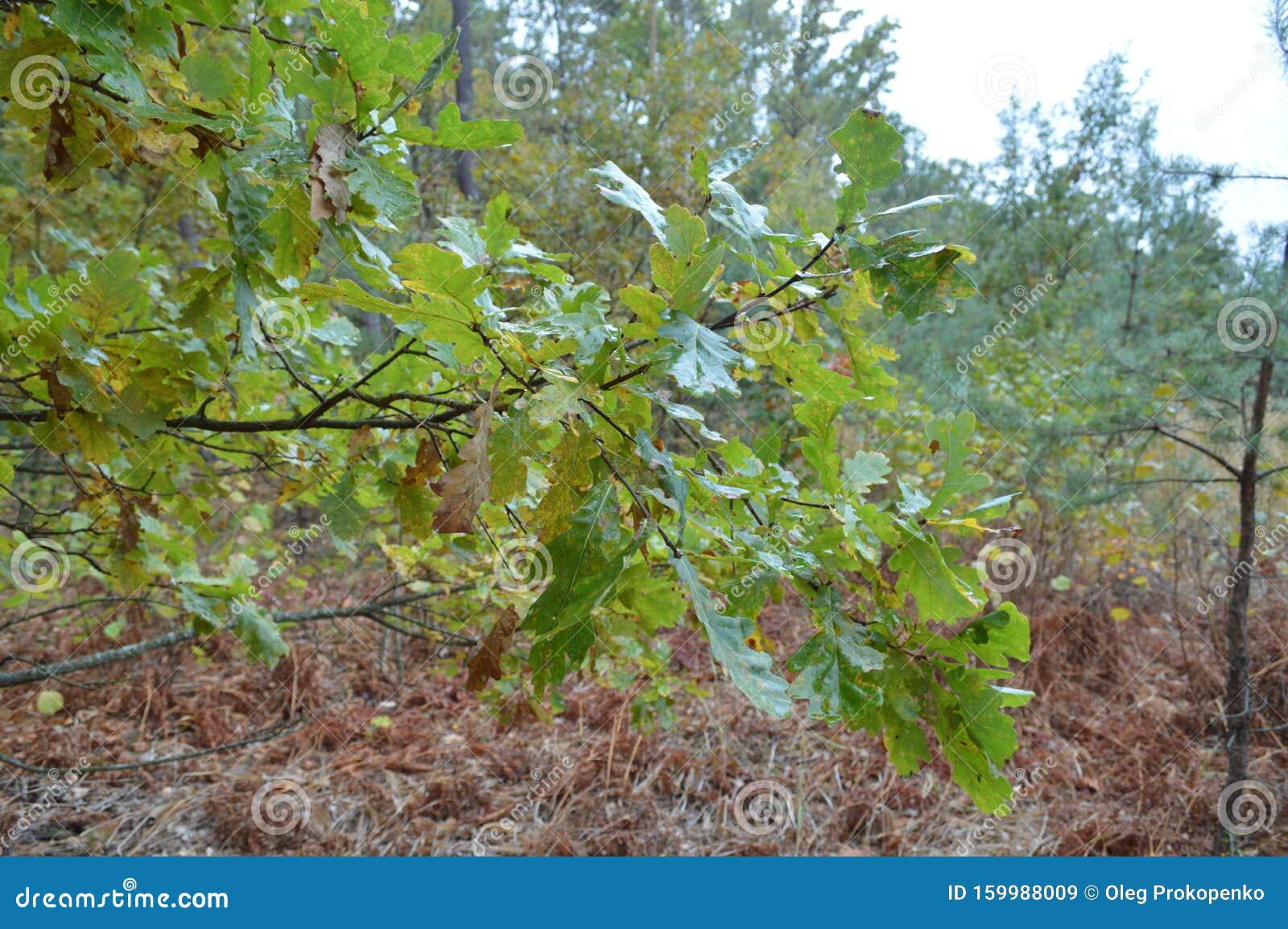 Autumn Forest and Trees after Rain Stock Image - Image of trees, shine ...