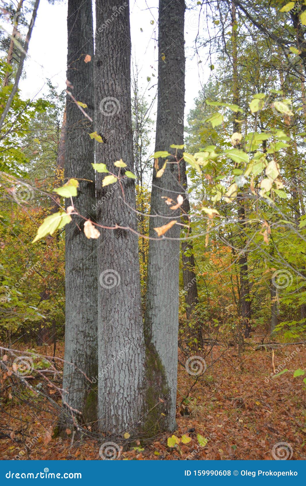 Autumn Forest and Trees after Rain Stock Photo - Image of bright, fall ...