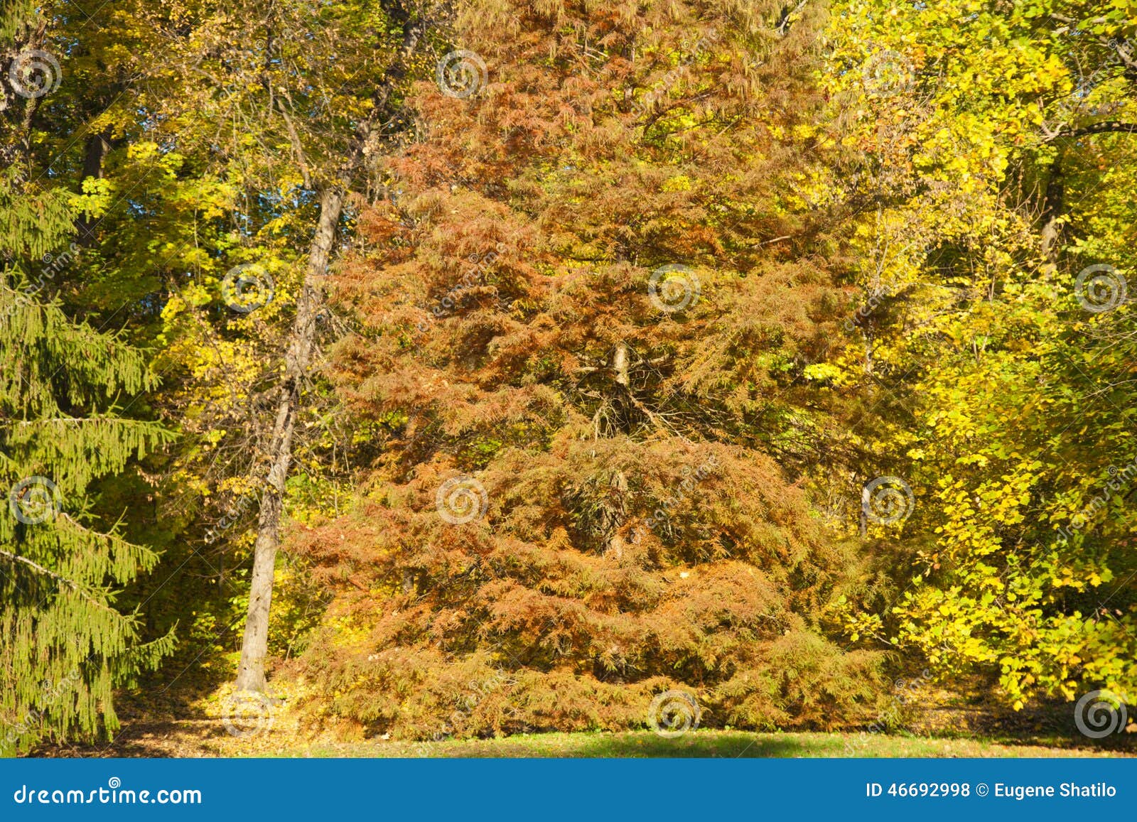 Autumn forest trees scene stock photo. Image of forest - 46692998