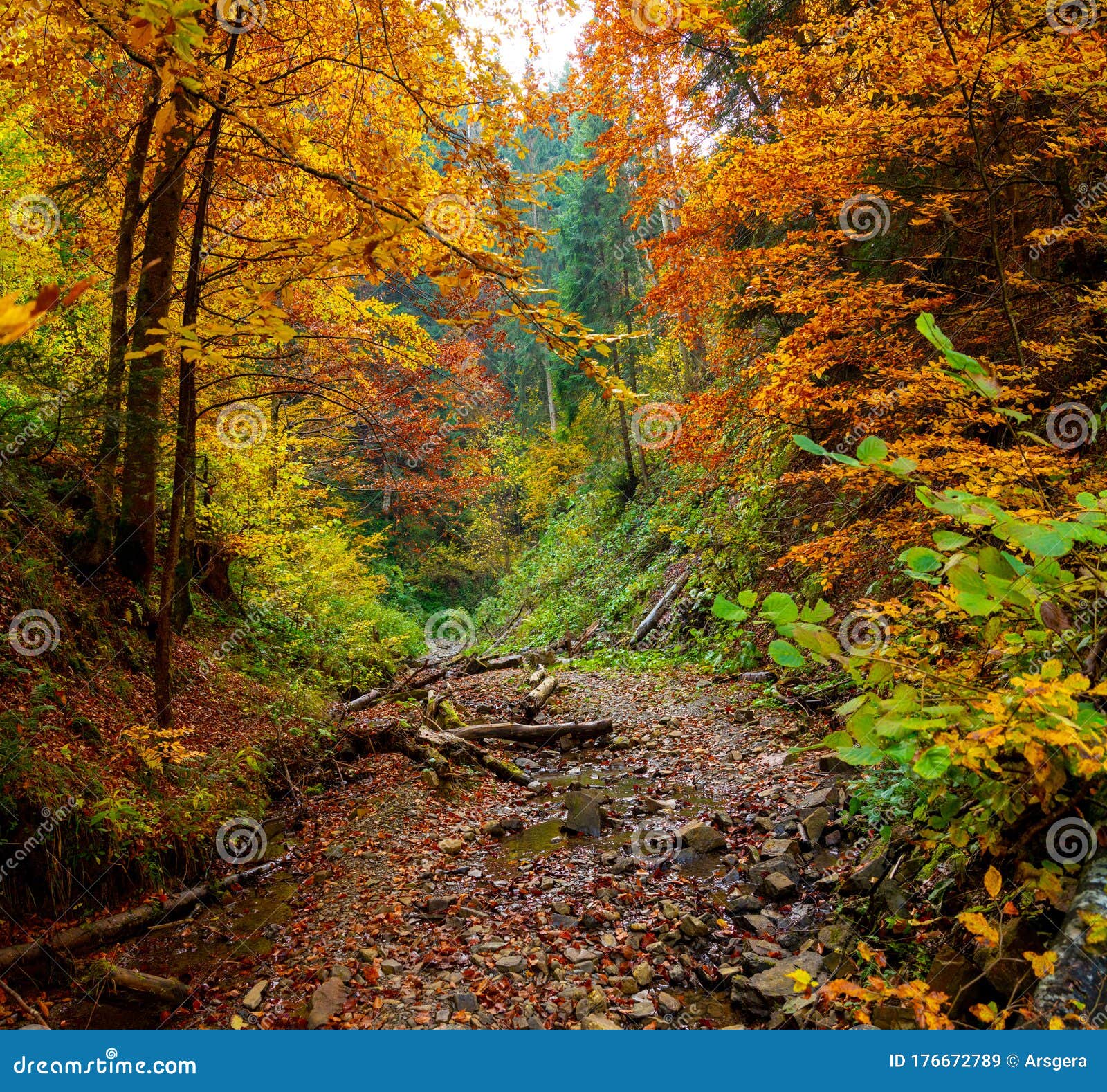 Autumn Forest Trees Thicket in the Mountains Stock Image - Image of ...