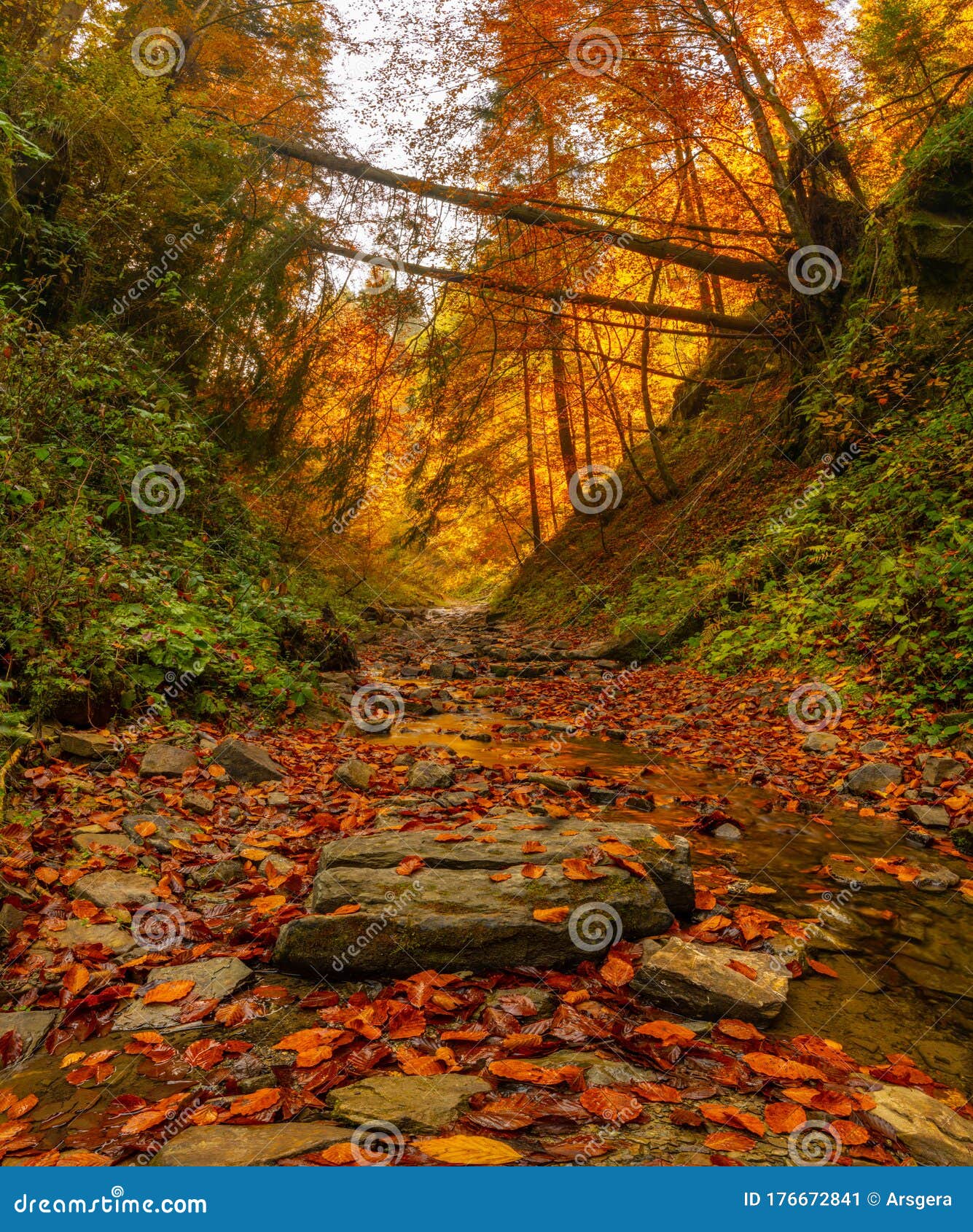 Autumn Forest Trees Thicket in the Mountains Stock Image - Image of ...