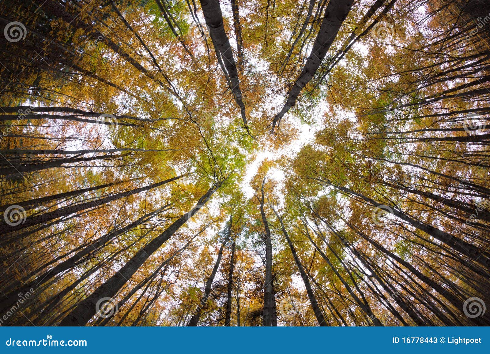 Autumn forest treetops stock image. Image of light, environment - 16778443