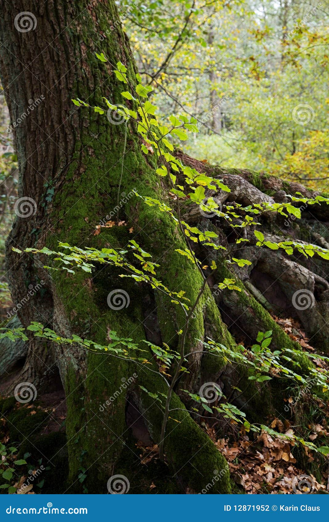 Autumn forest trunk stock photo. Image of foliage, landscape - 12871952