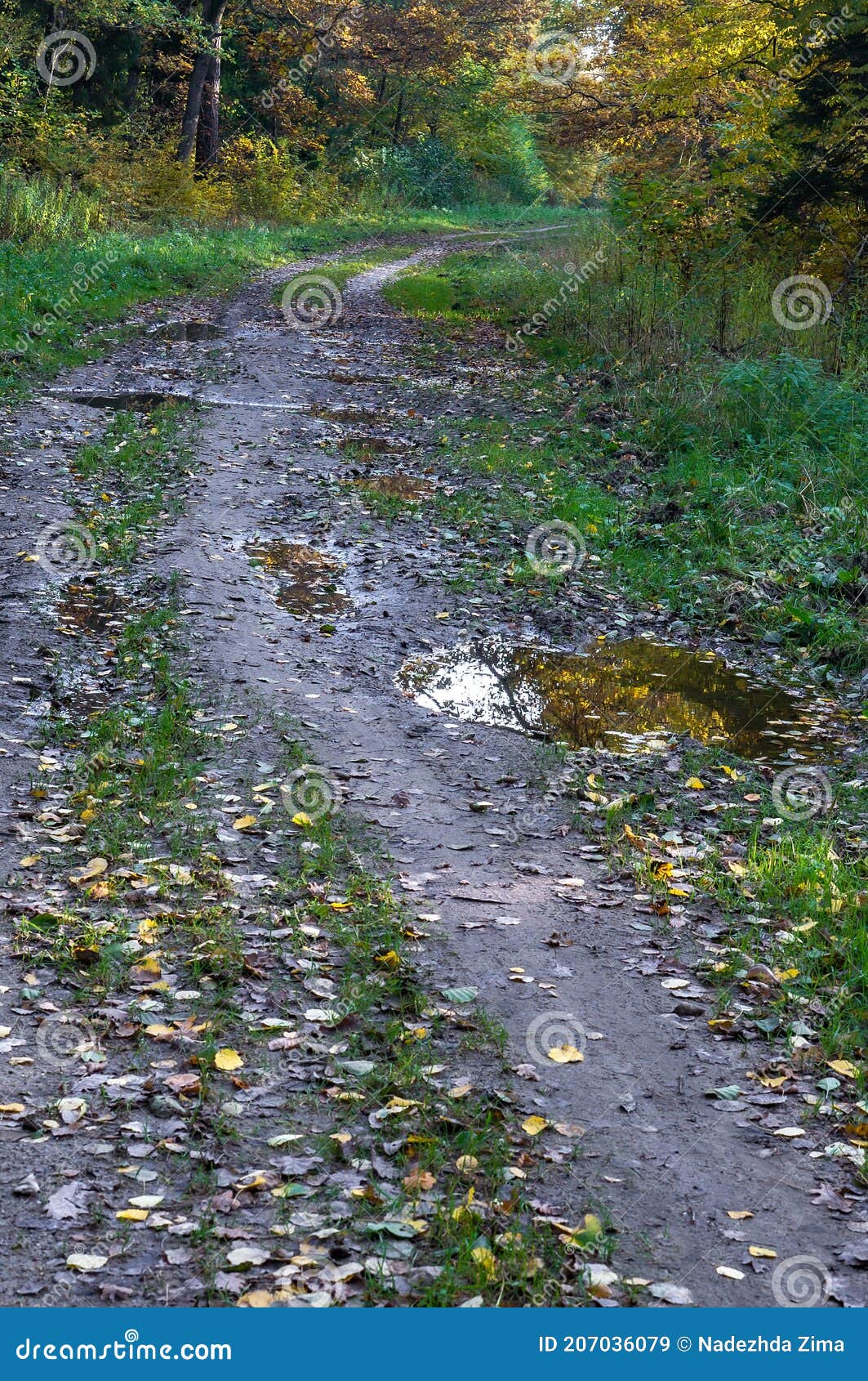 Autumn Forest, Turn of the Forest Path, Desert Road in Autumn Park ...