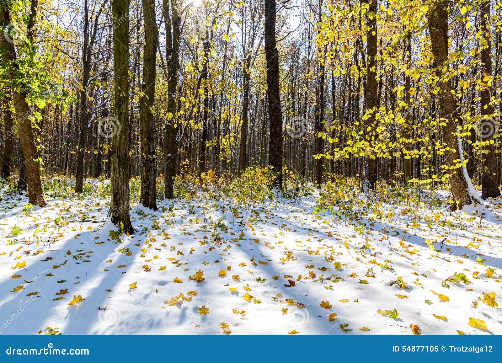 Autumn Forest Under First Snow. Winter Landscape Stock Image - Image of ...