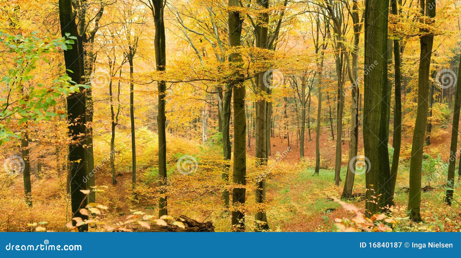 Autumn forest in valley stock image. Image of season - 16840187