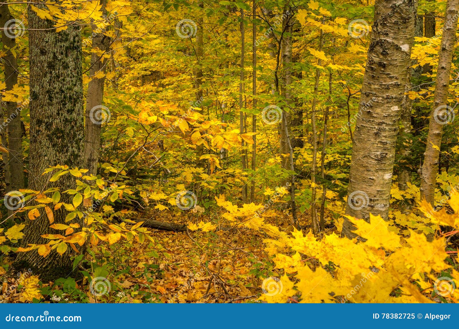 Autumn Forest in Vermont stock image. Image of exploration - 78382725