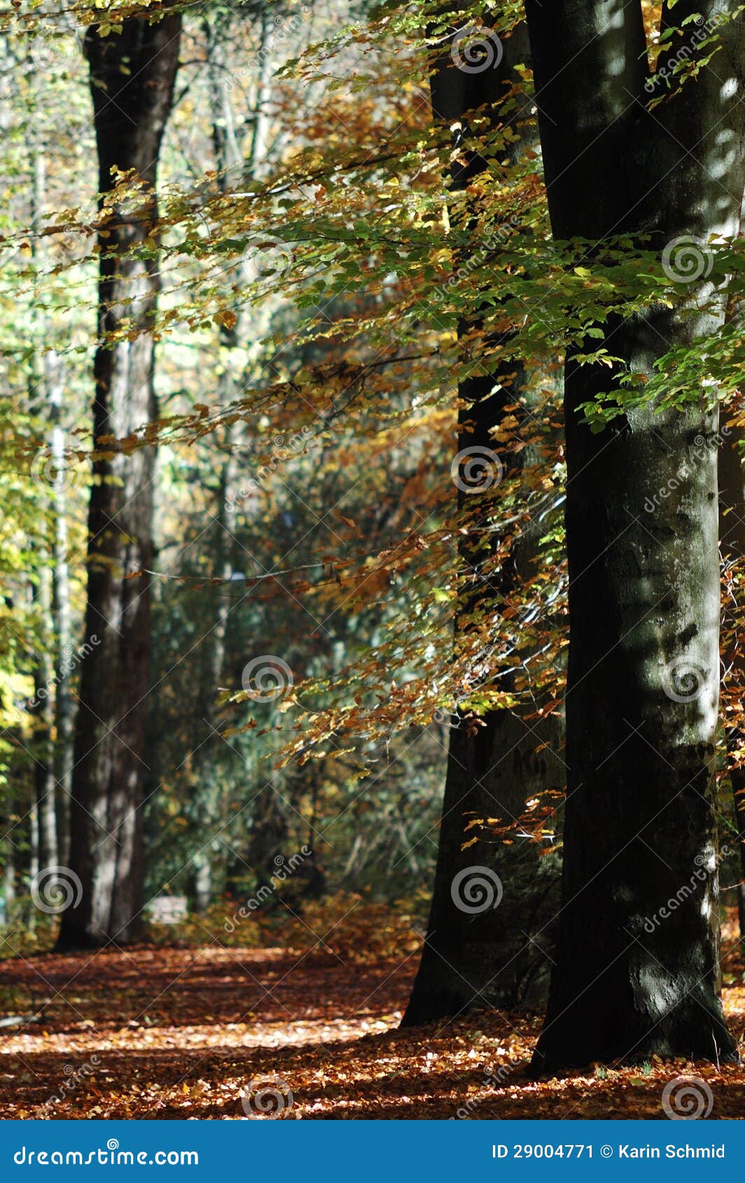 Autumn forest walk stock image. Image of outdoor, natural - 29004771