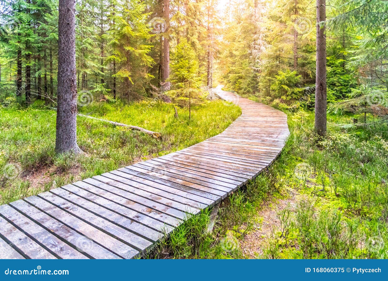 Autumn Forest Walk. Touristic Wooden Plank Path Stock Image - Image of ...
