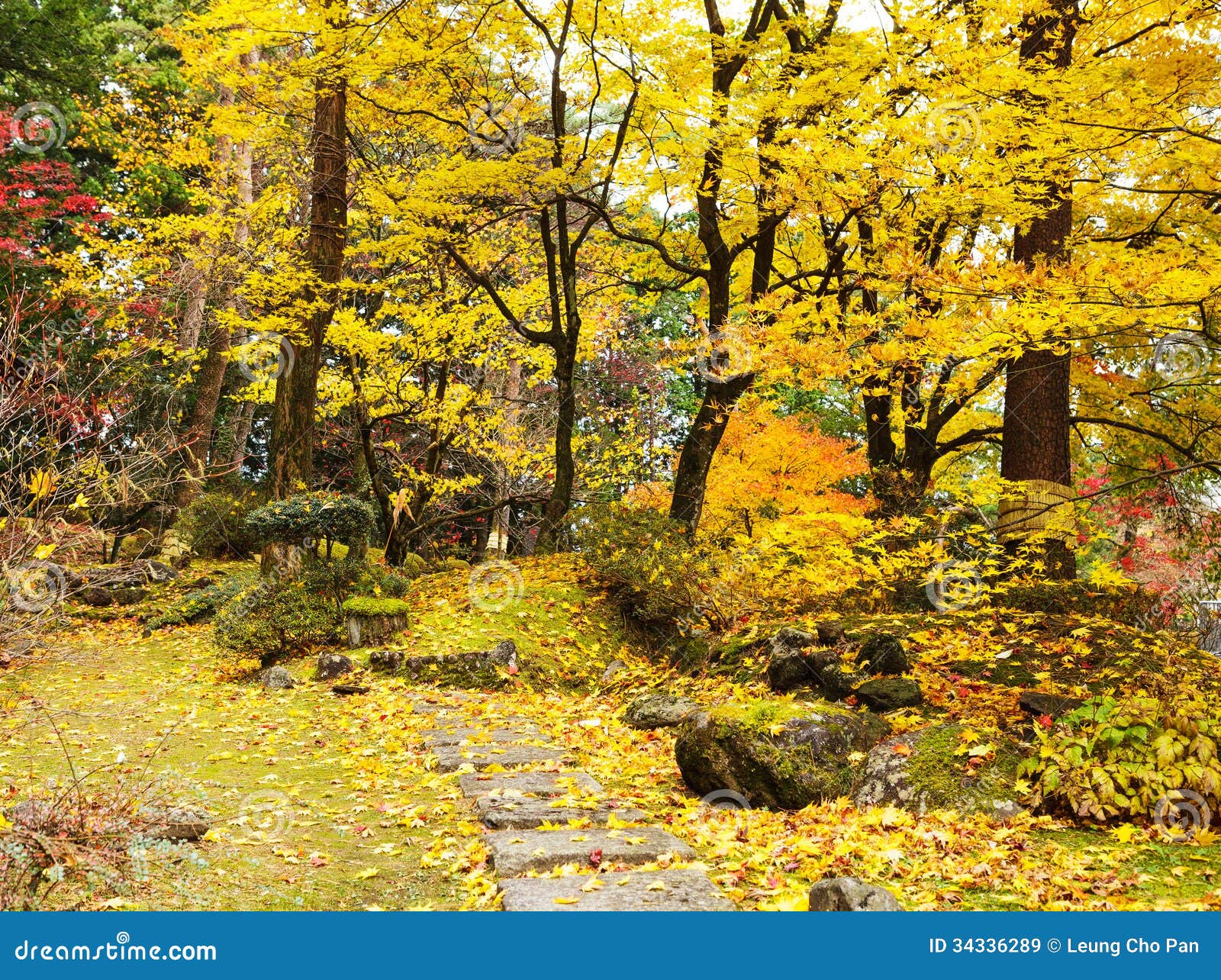 Autumn Forest and Walking Path Stock Image - Image of yellow, walking ...