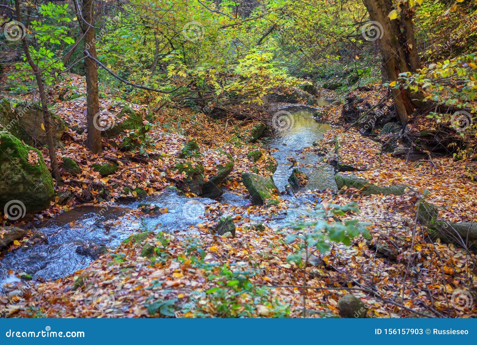 Autumn Forest with Water Stream Stock Image - Image of forest, river ...