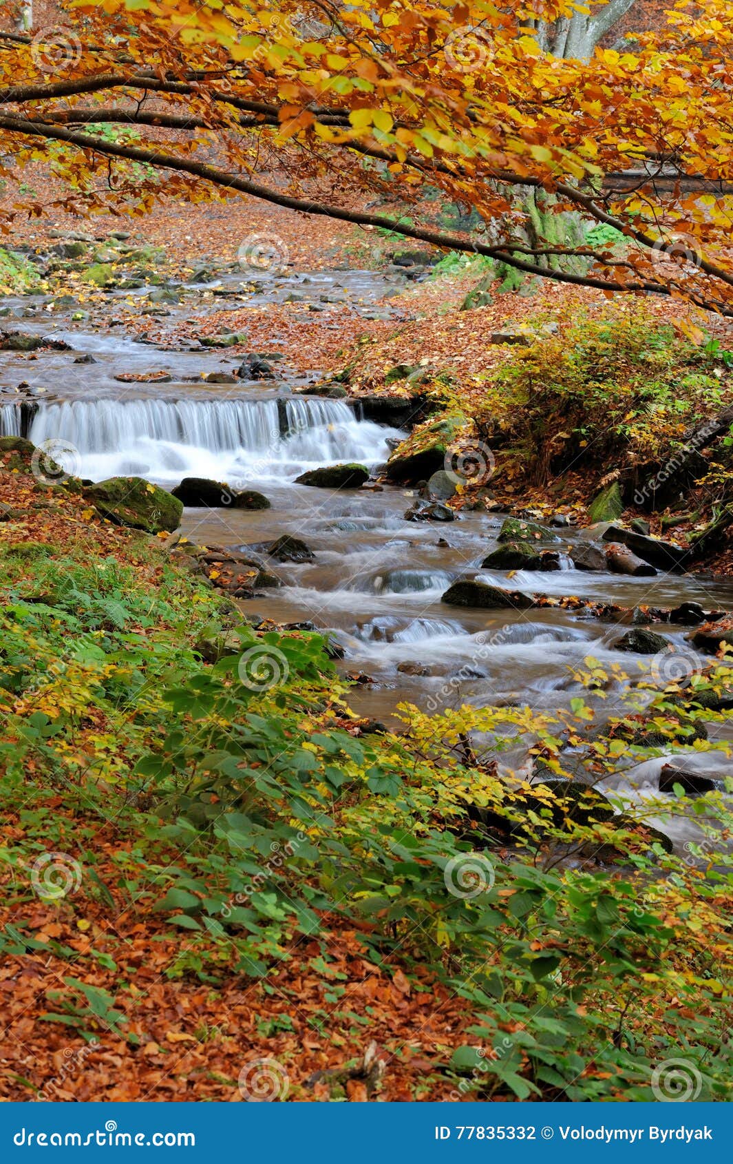 Autumn forest waterfall stock photo. Image of outdoor - 77835332