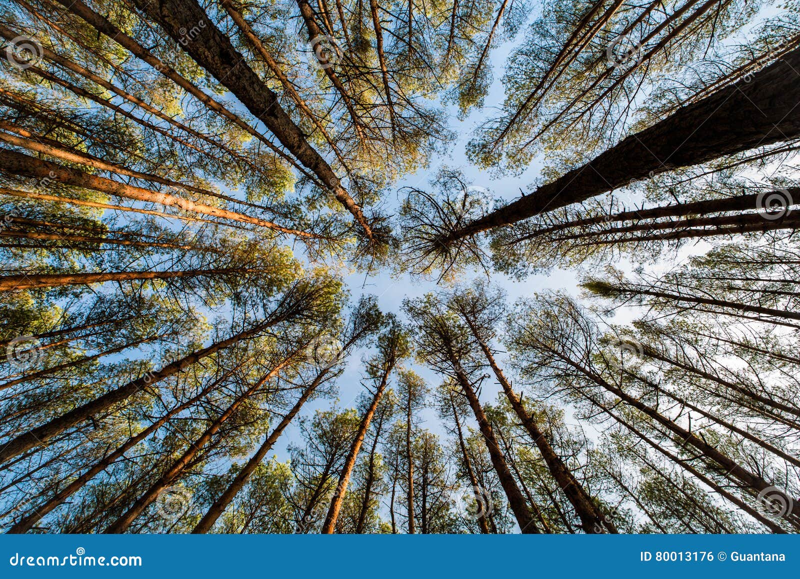 Autumn Forest Wide Angle Shot Stock Photo - Image of pine, bright: 80013176