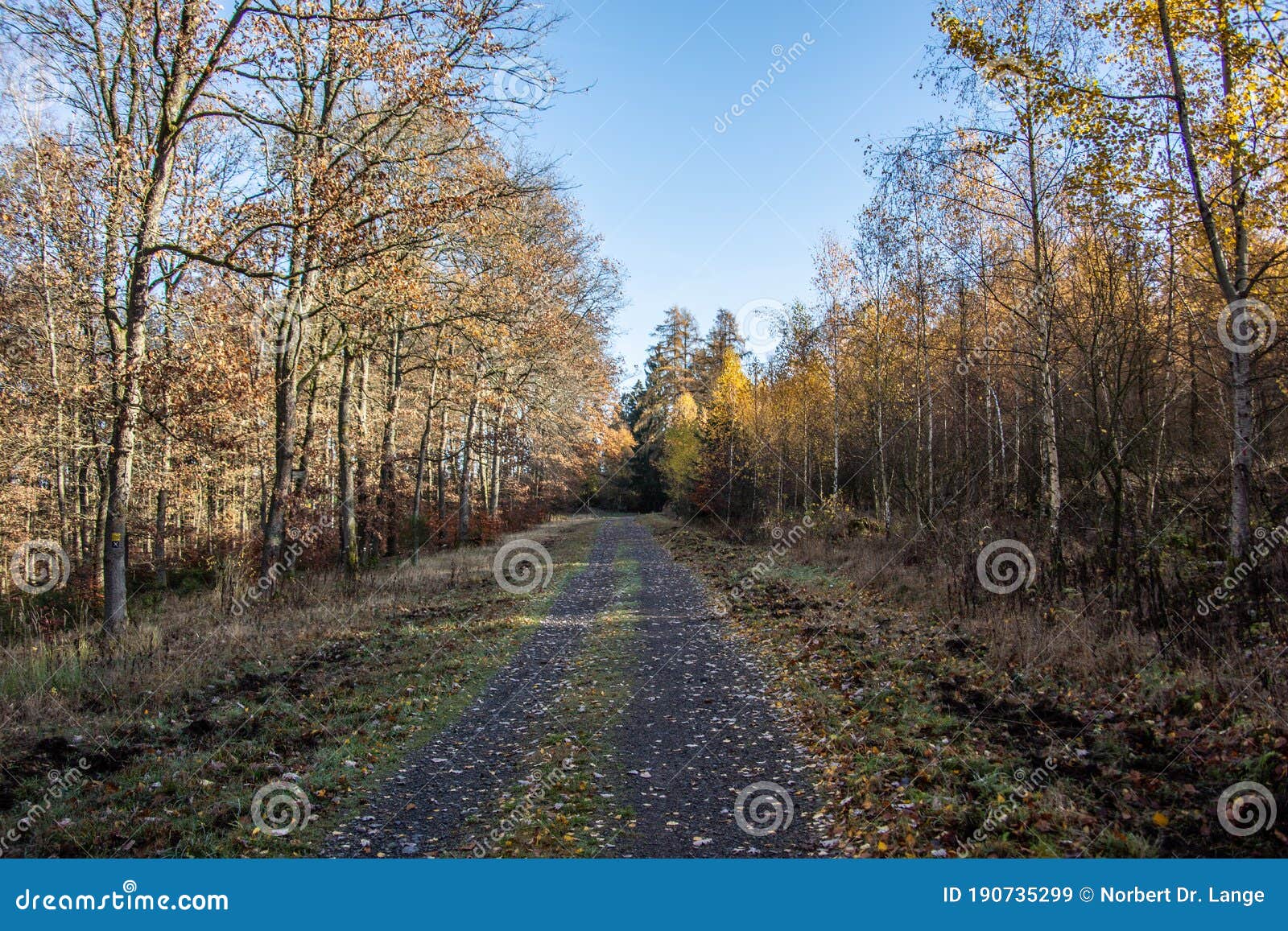 A Wide Path In The Grass Is Divided Into Two Narrow Paths, Diverging In ...