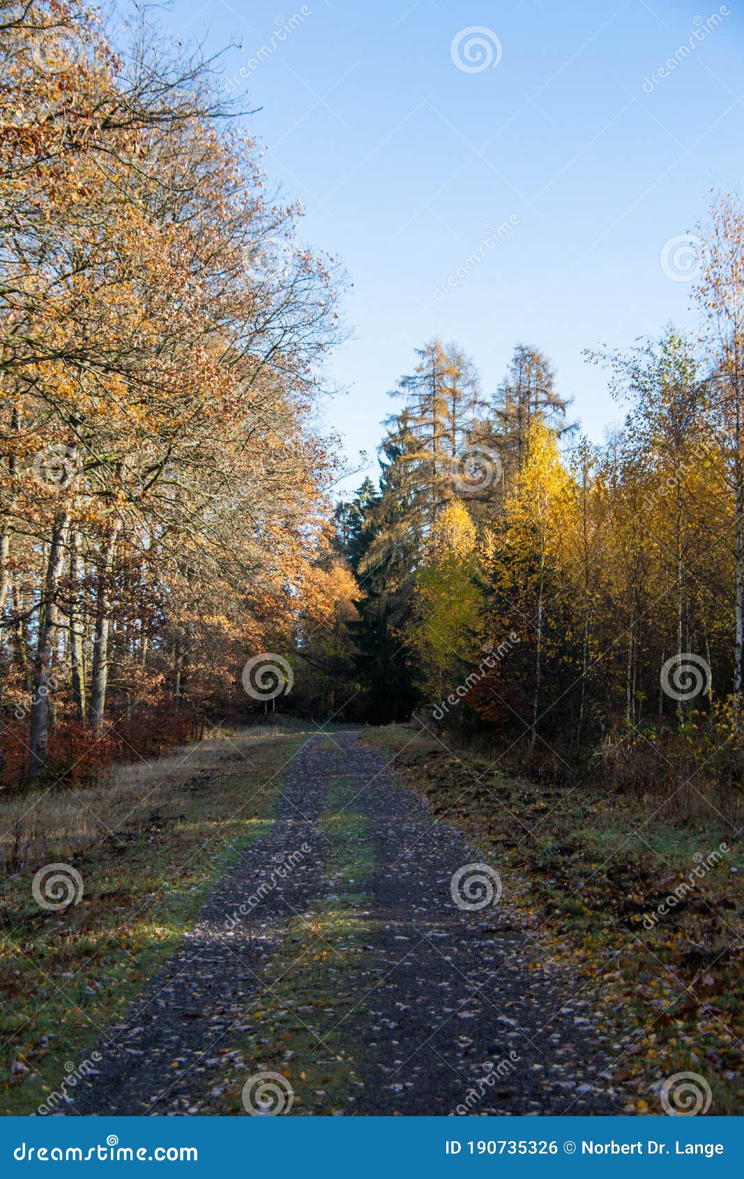 Autumn Forest with Wide Forest Path Stock Photo - Image of wide, brown ...