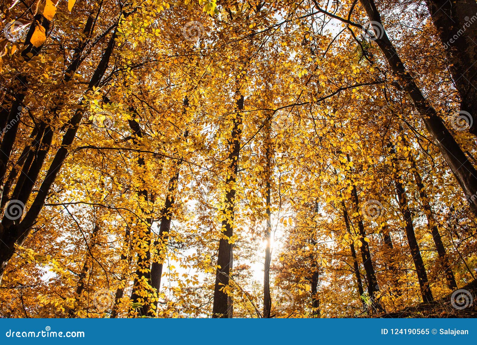 Autumn Forest with Yellow Leaves Stock Image - Image of fall, landscape ...