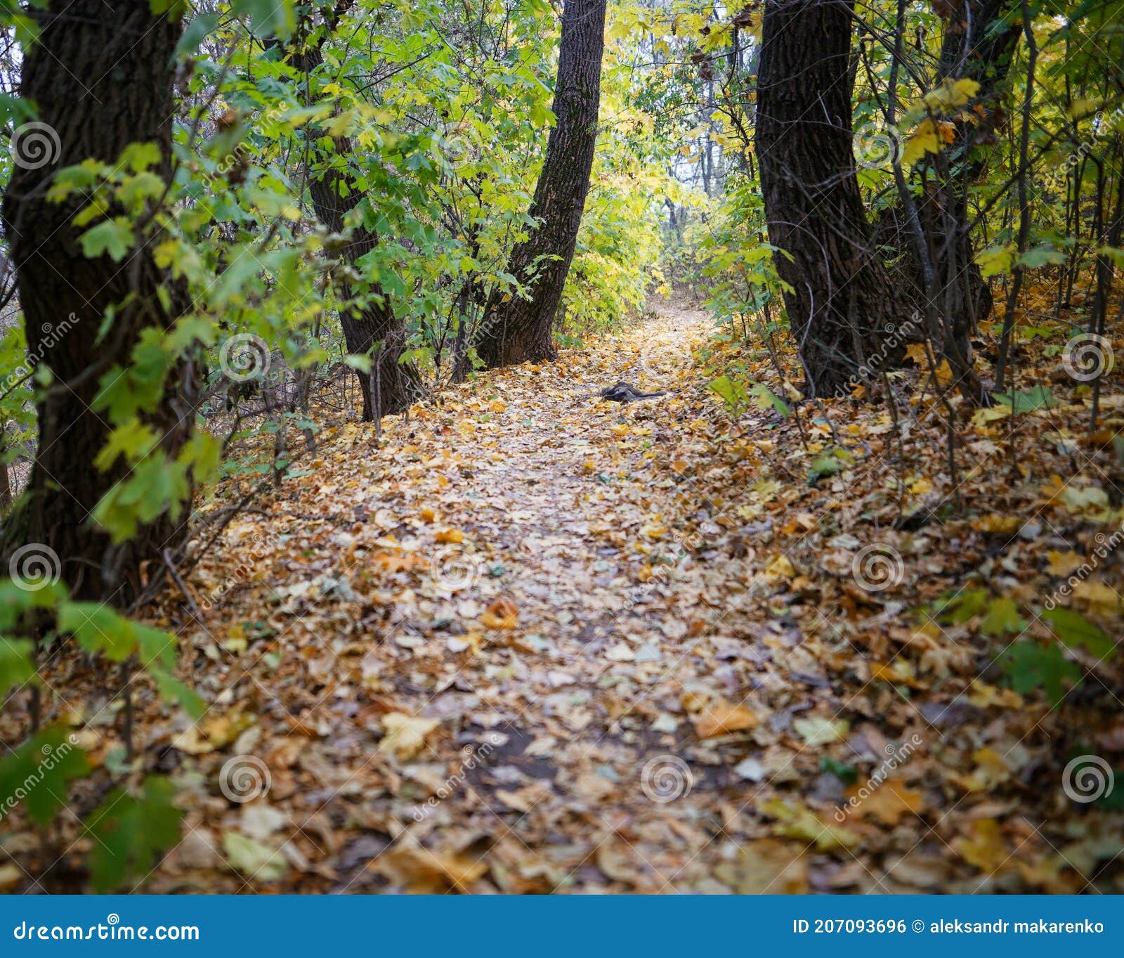 Autumn in the Forest Yellow Leaves Path Stock Photo - Image of leaves ...