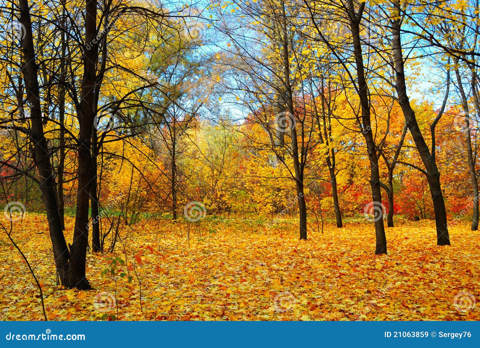 Autumn Forest and Yellow Trees Stock Image - Image of woods, forest ...