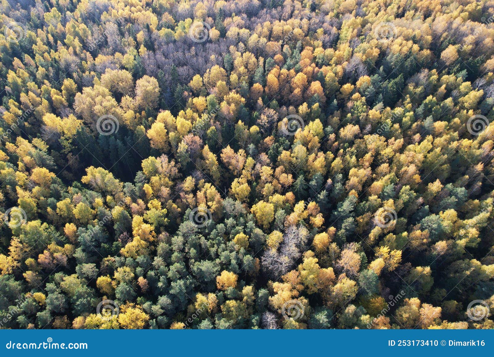 Autumn forestry theme stock photo. Image of colorful - 253173410