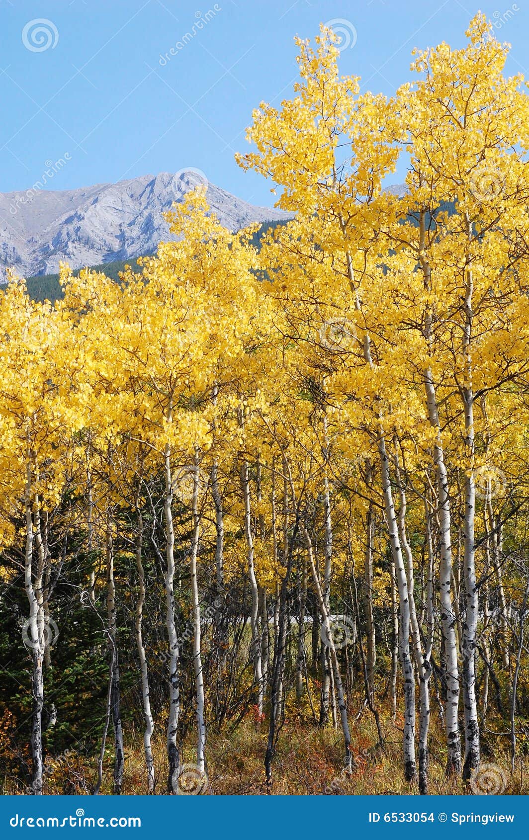 Autumn forests in rockies stock photo. Image of golden - 6533054