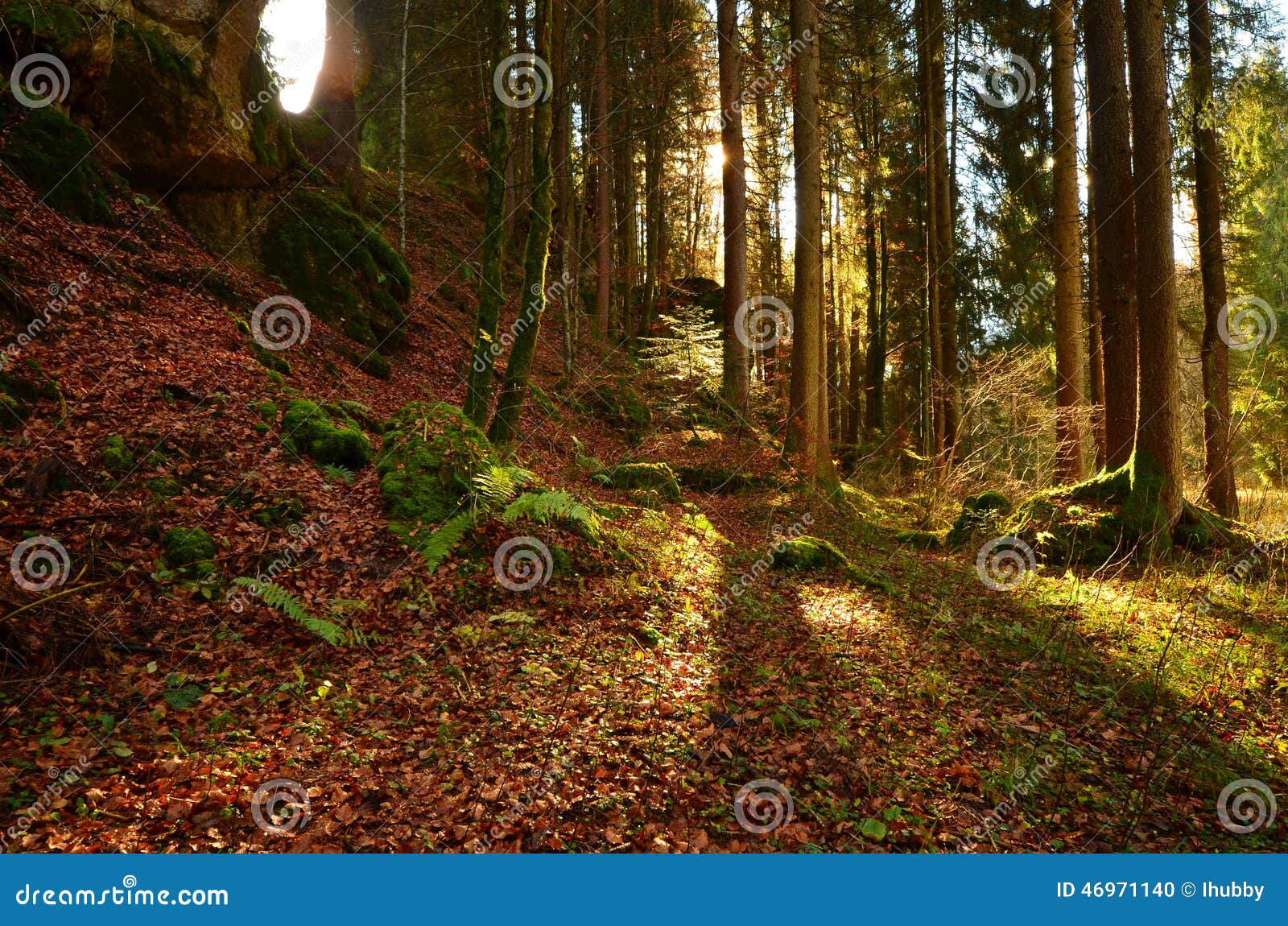 Autumn forrest stock photo. Image of leaf, forest, green - 46971140