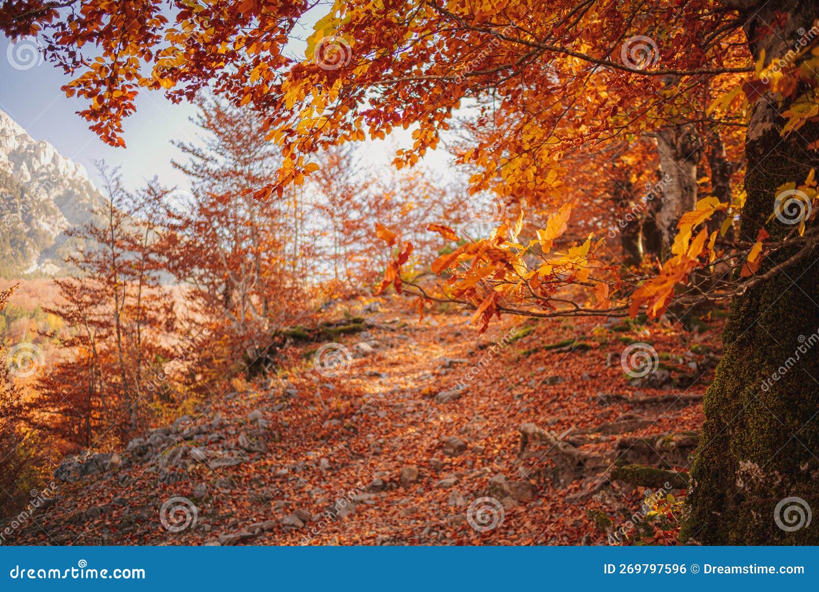 Autumn Forrest Hiking Trail with Warm Sunlight Stock Photo - Image of ...