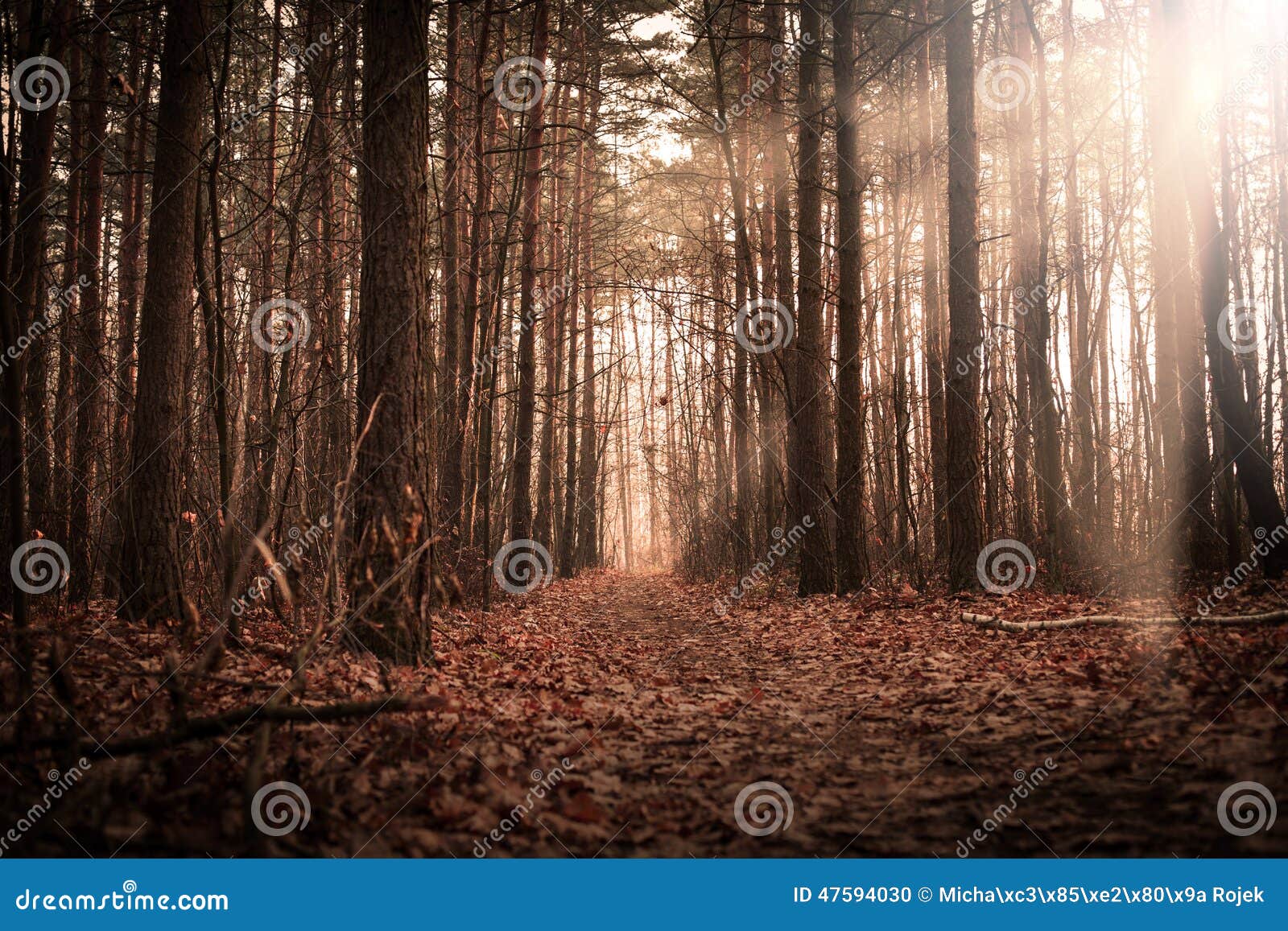 Autumn Forrest stock photo. Image of deciduous, autumn - 47594030